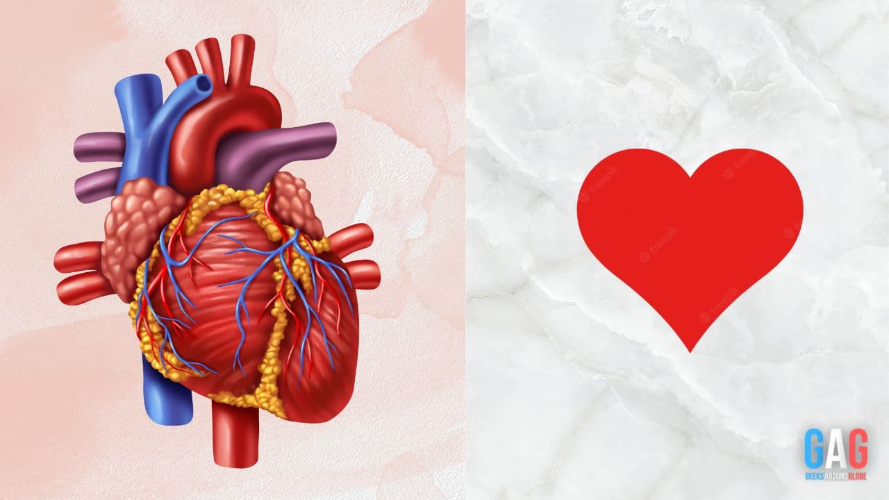 Why is the heart symbol different from an actual heart?