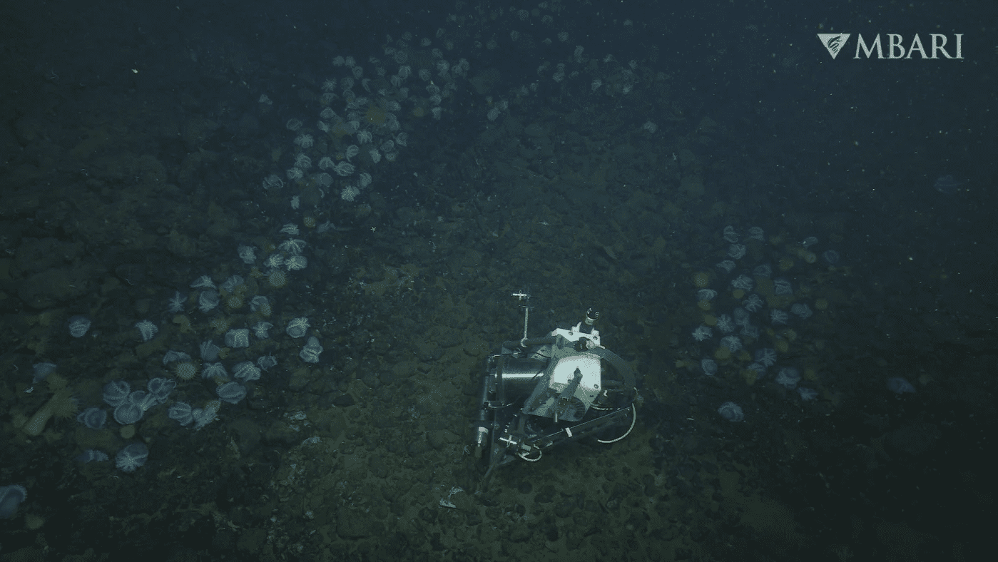 Scientists Find A Huge Octopus Garden In A 10,000 Feet Down Underwater ...