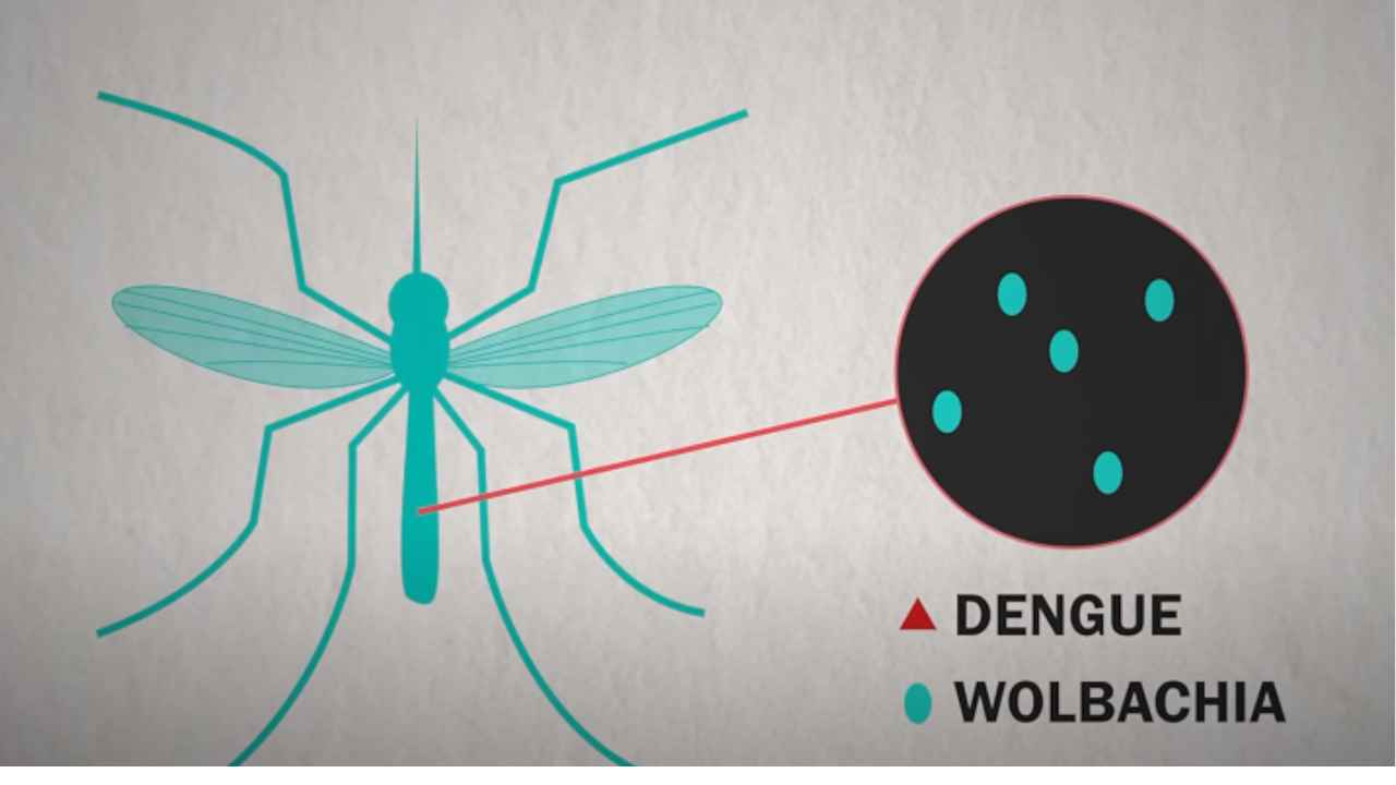 This bacteria turns mosquitoes against to deadly diseases - Geeks ...
