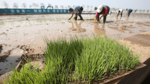 China’s 'Seawater Rice' Could Feed 200M People by 2030 - Geeks Around Globe