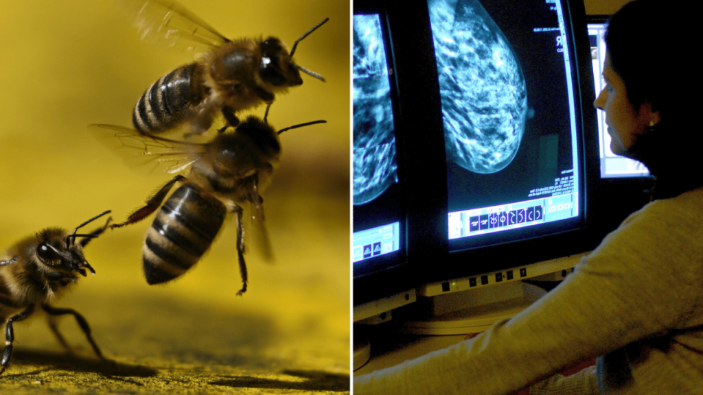 Bee Venom Kills Breast Cancer Cells in Under an Hour - Geeks Around Globe