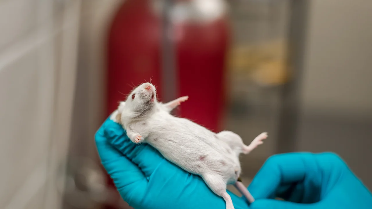 Scientists report 70% lifespan increase in Male mice using a two-drug ...
